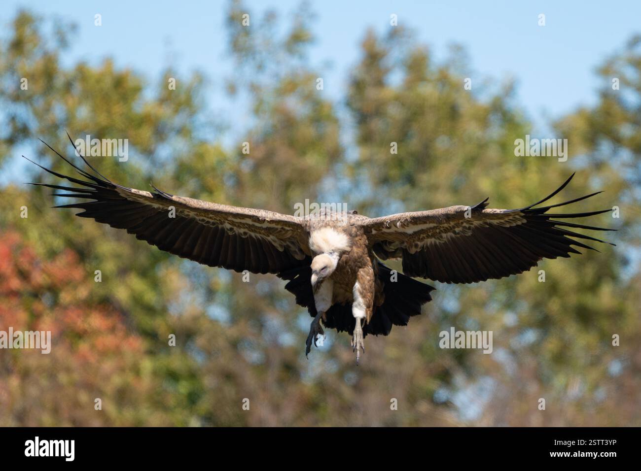 Bird Griffon Vultures Gyps fulvus family Accipitridae. A vulture in ...