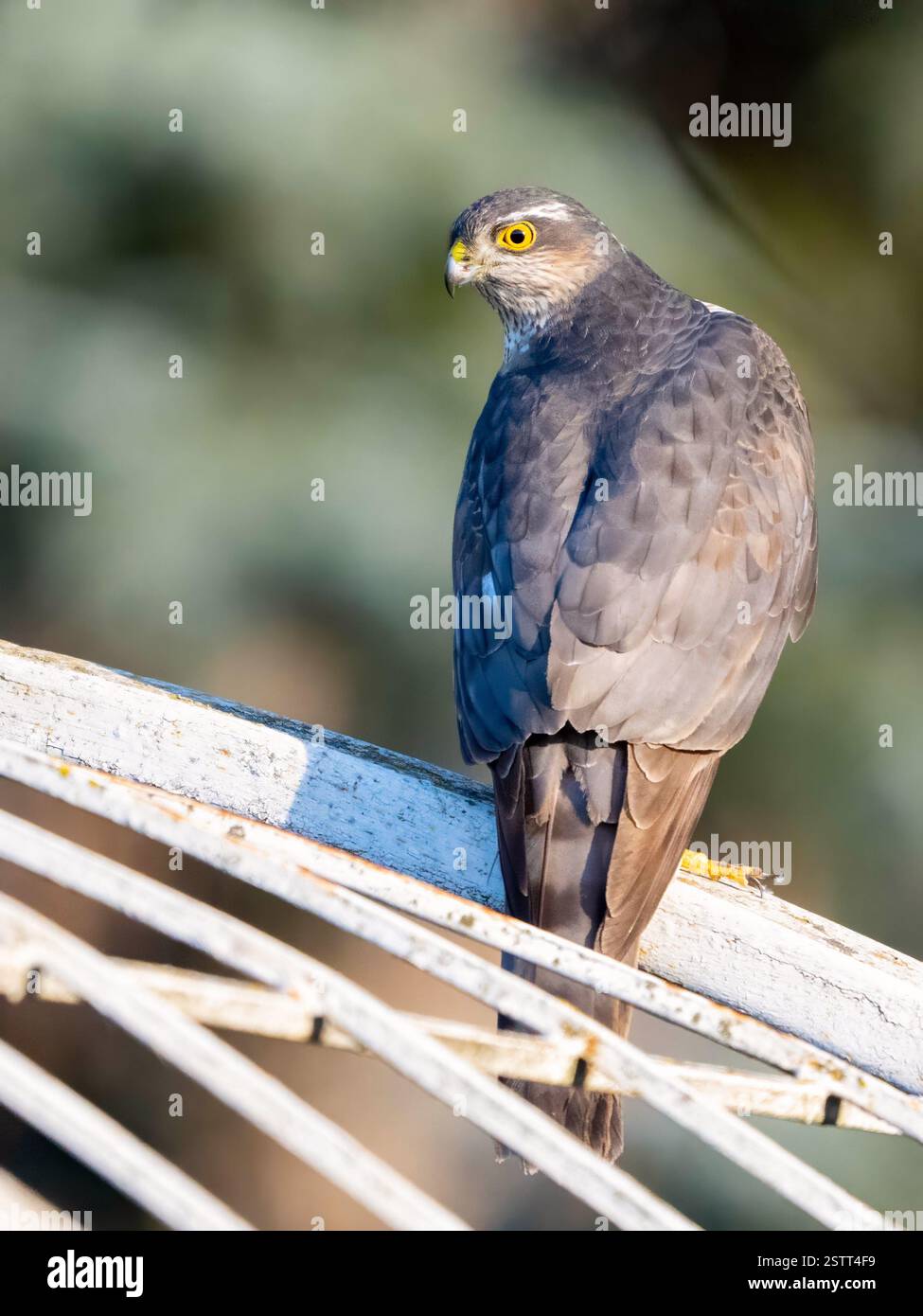 Eurasian sparrowhawk Accipiter nisus, known as the northern sparrowhawk ...