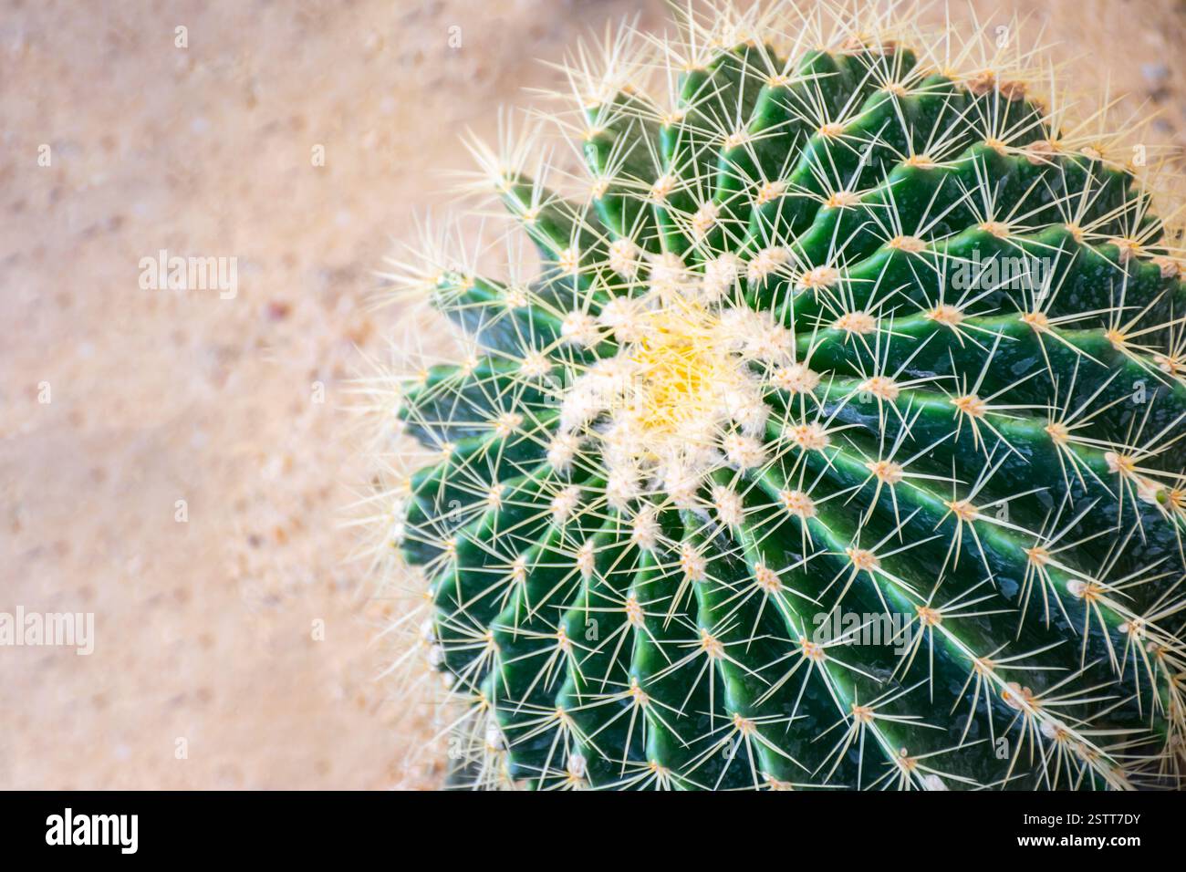 Cactus gymno gymnocalycium flowers hi-res stock photography and images ...