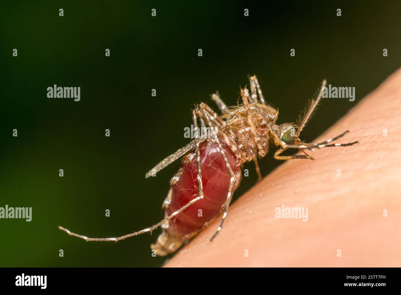 Macro of mosquito (Aedes aegypti) sucking blood close up on the human ...