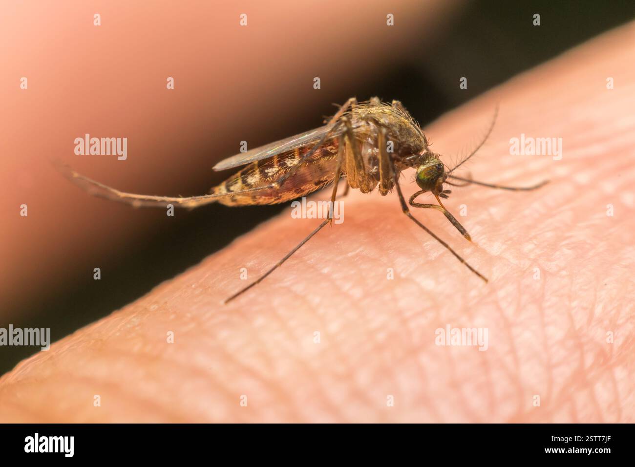 Macro of mosquito (Aedes aegypti) sucking blood close up on the human ...