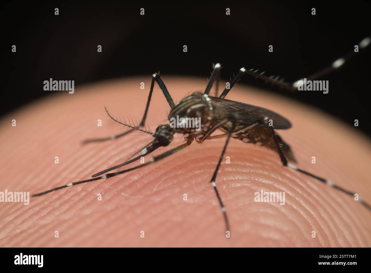 Macro of mosquito (Aedes aegypti) sucking blood close up on the human ...
