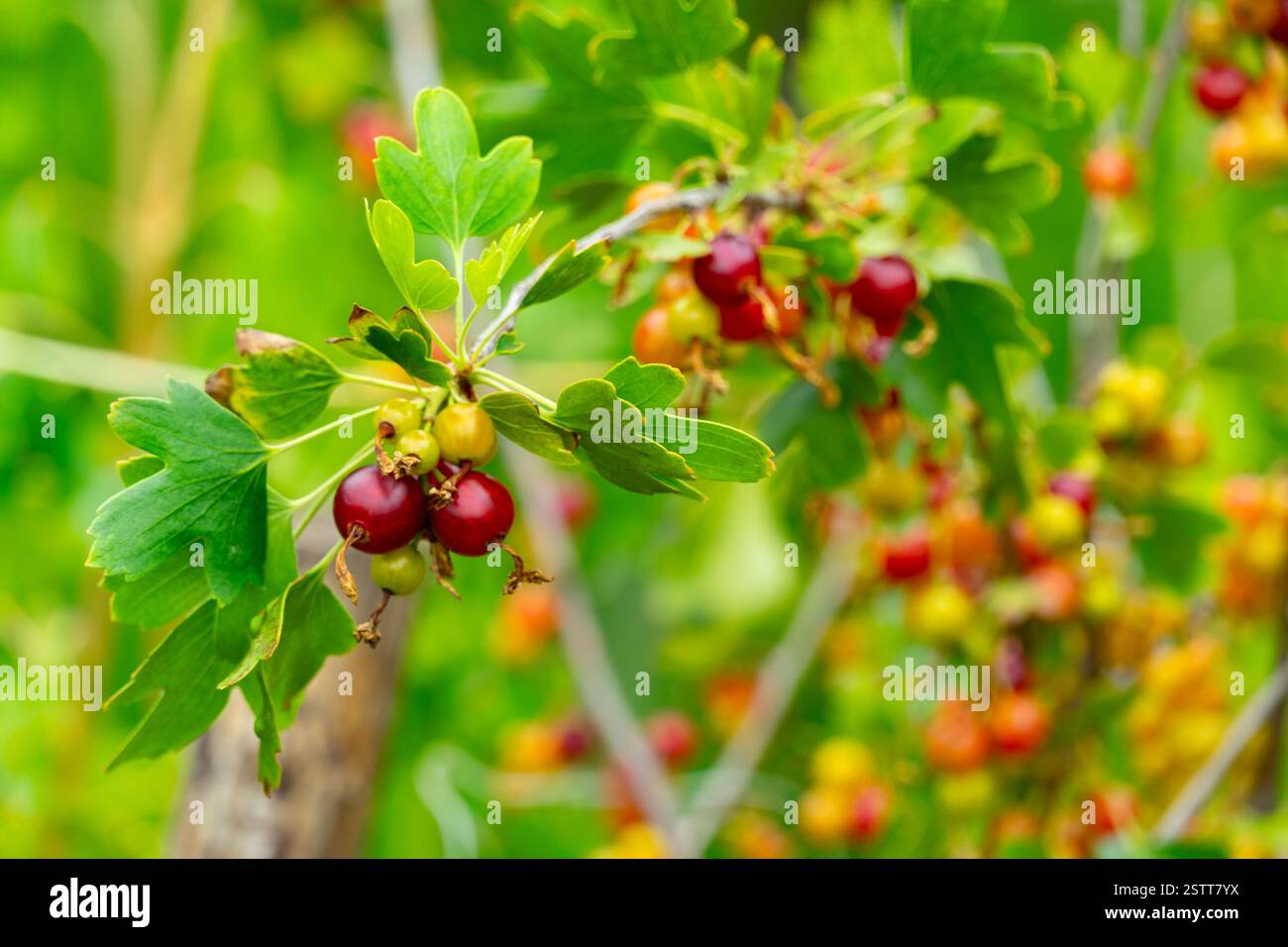 Vibrant clusters of red and yellow berries hang from leafy branches in ...