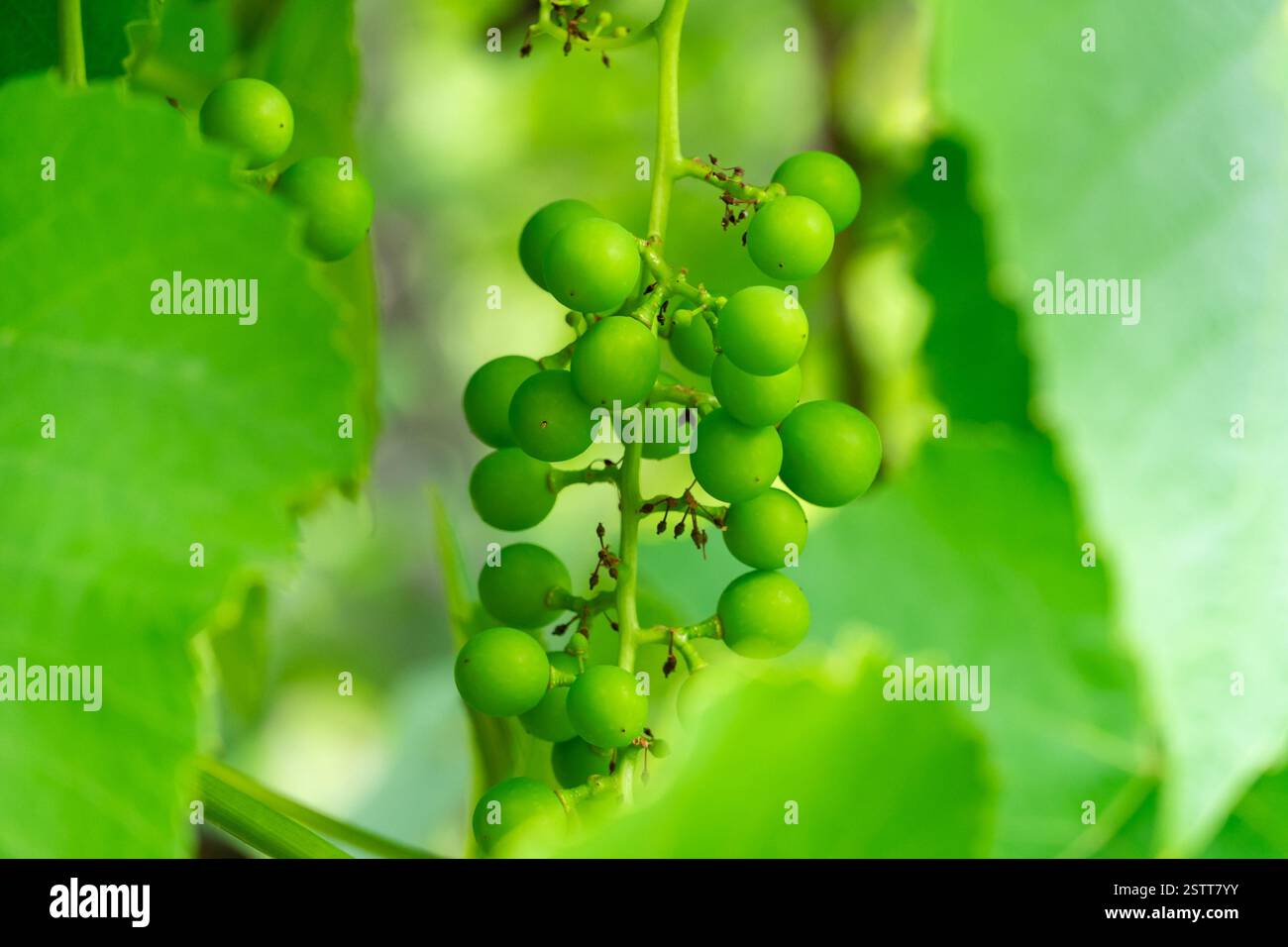 Small green grapes hang in clusters among vibrant green leaves ...