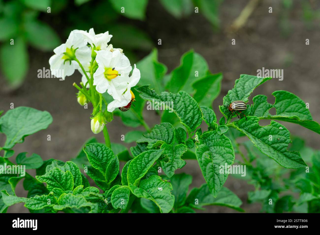 White flowers bloom on a potato plant surrounded by green leaves ...