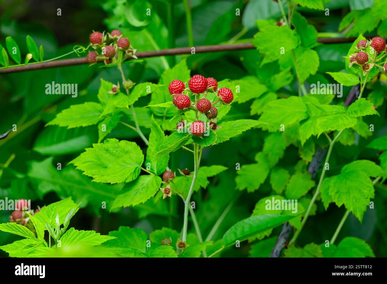 Bright red raspberries ripen among lush green leaves in a natural ...