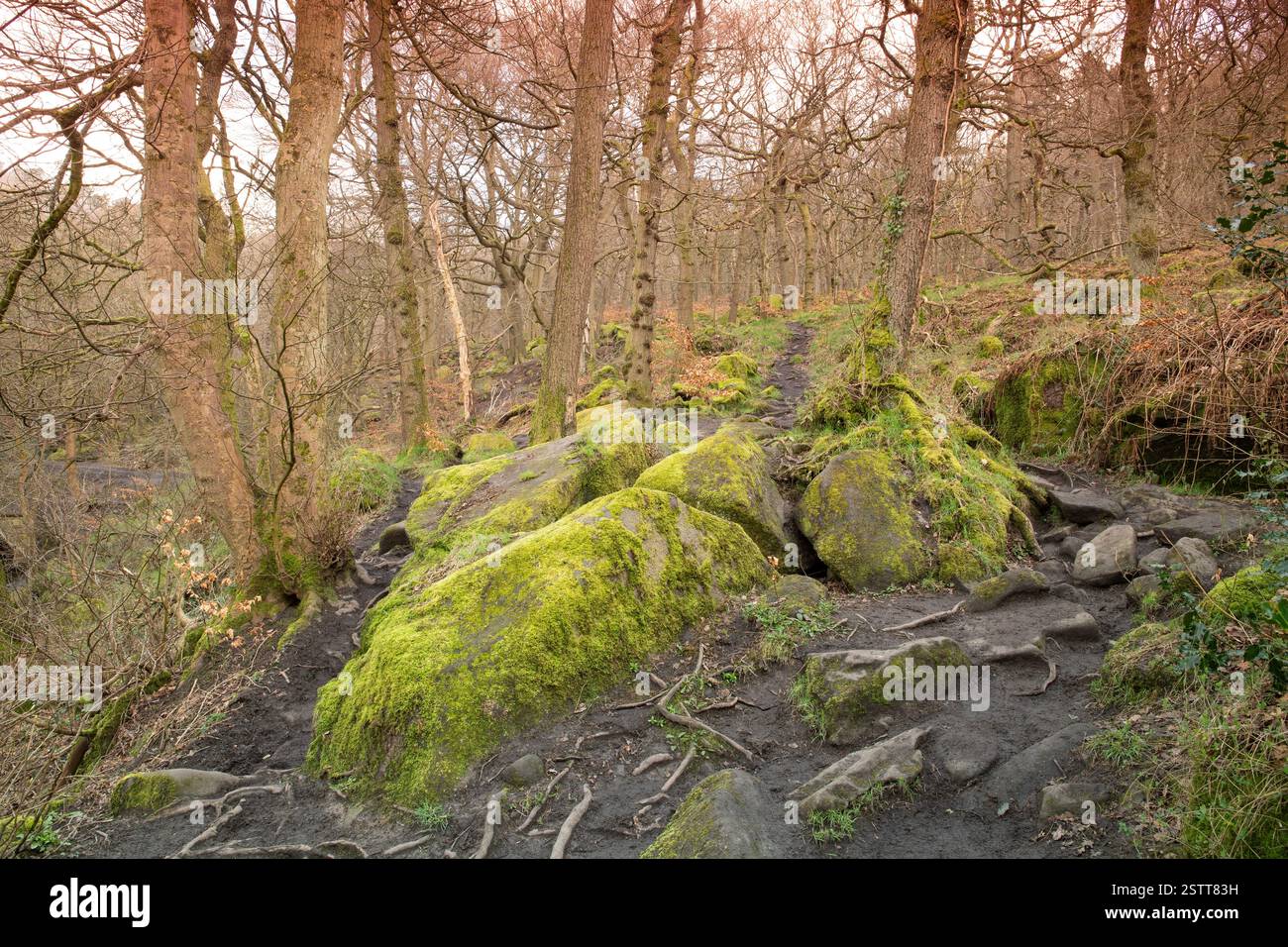 Big boulders covered in moss in the Padley Gorge area of the Peak ...