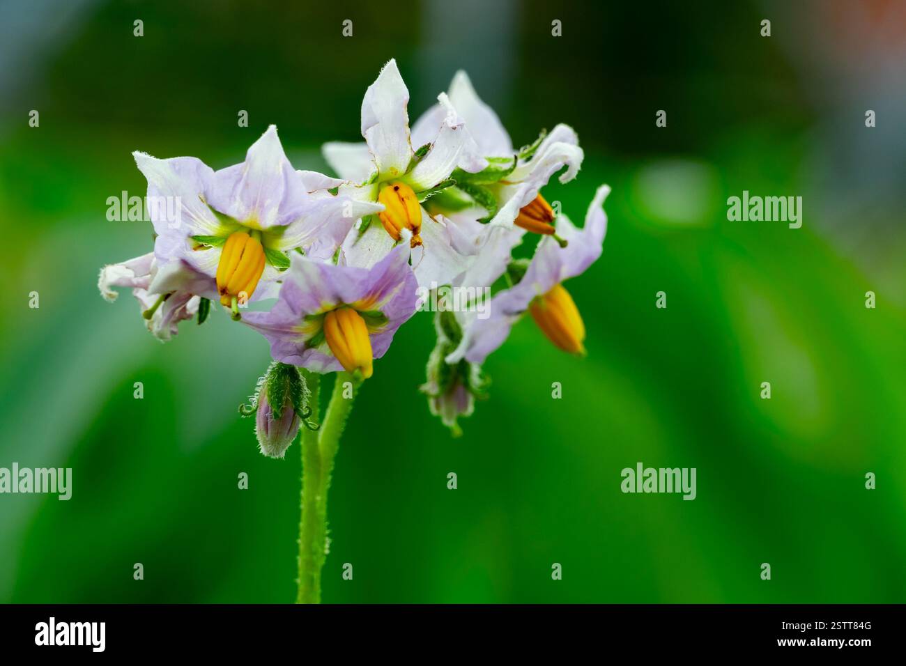 Delicate potato flowers display shades of white and purple amidst lush ...