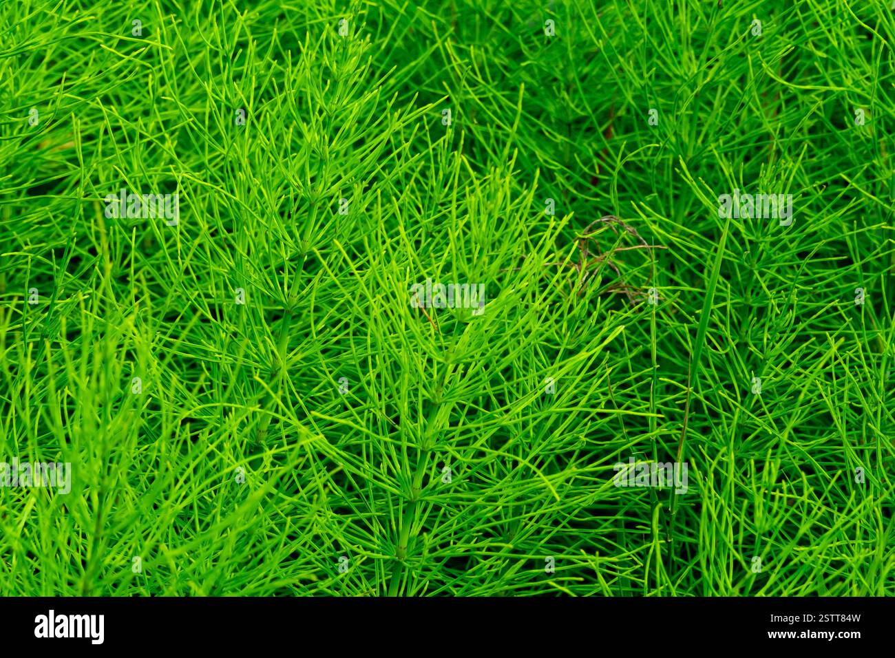 Dense and vibrant green foliage fills the landscape, showcasing various ...
