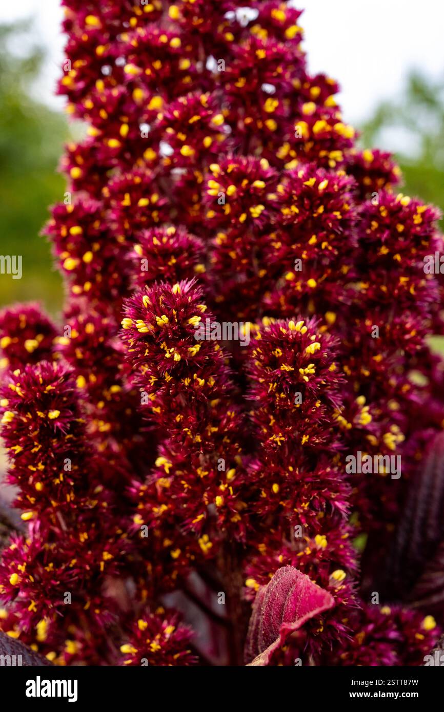 Clusters of vibrant red amaranth flowers display their striking yellow ...