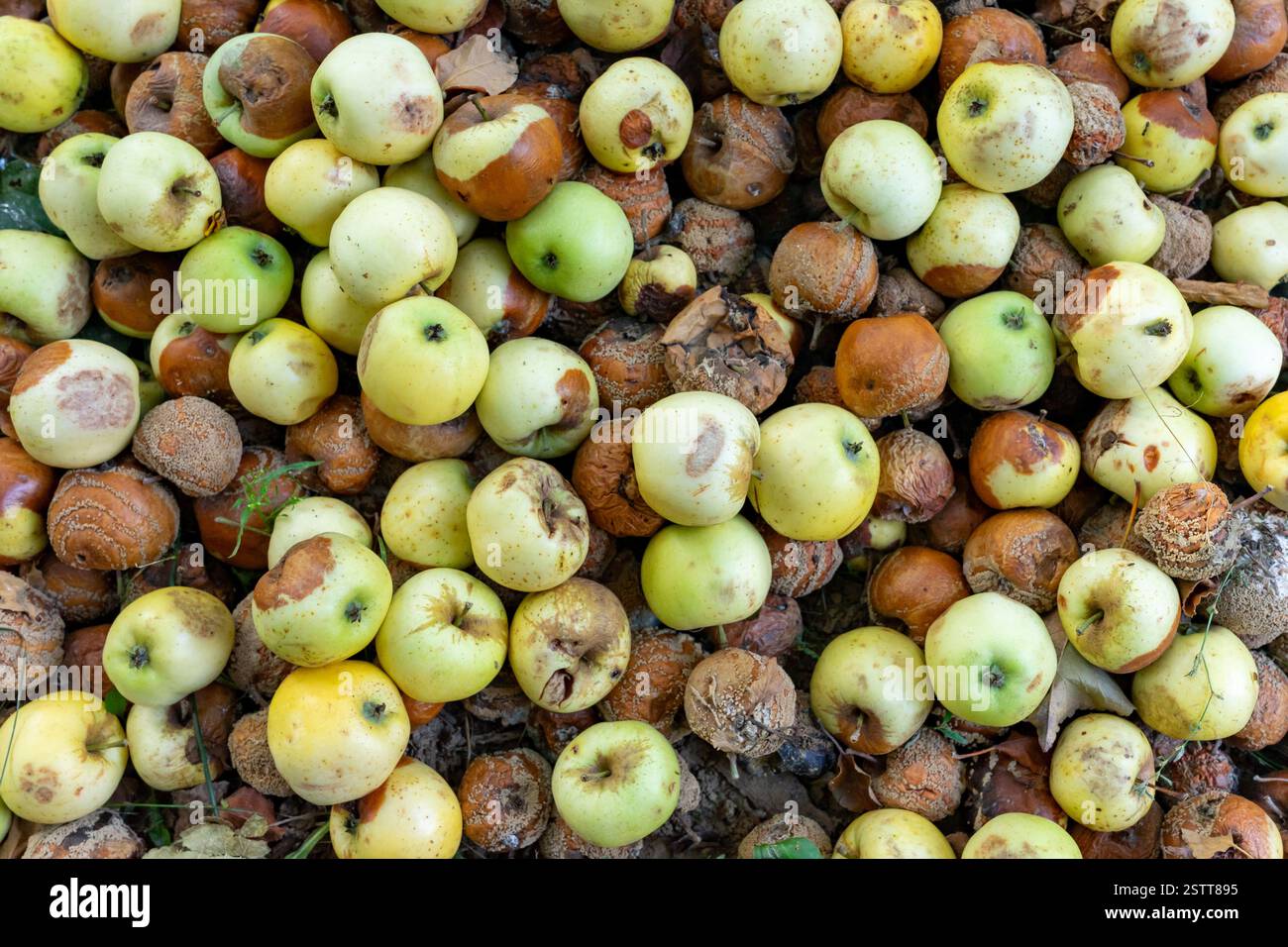 A collection of fallen apples in various stages of ripeness covers the ...