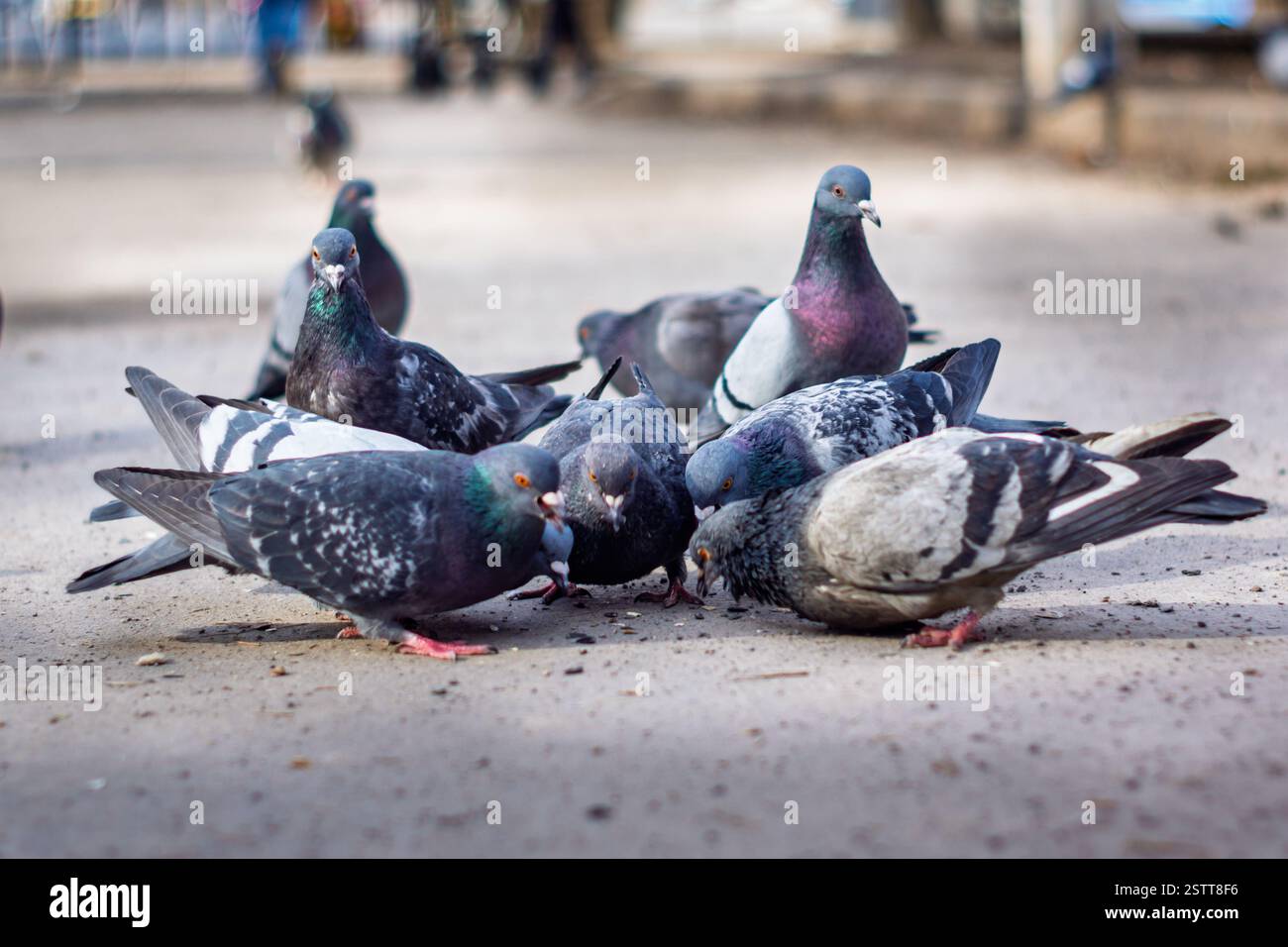 A group of pigeons is foraging for food on the ground in a busy urban ...