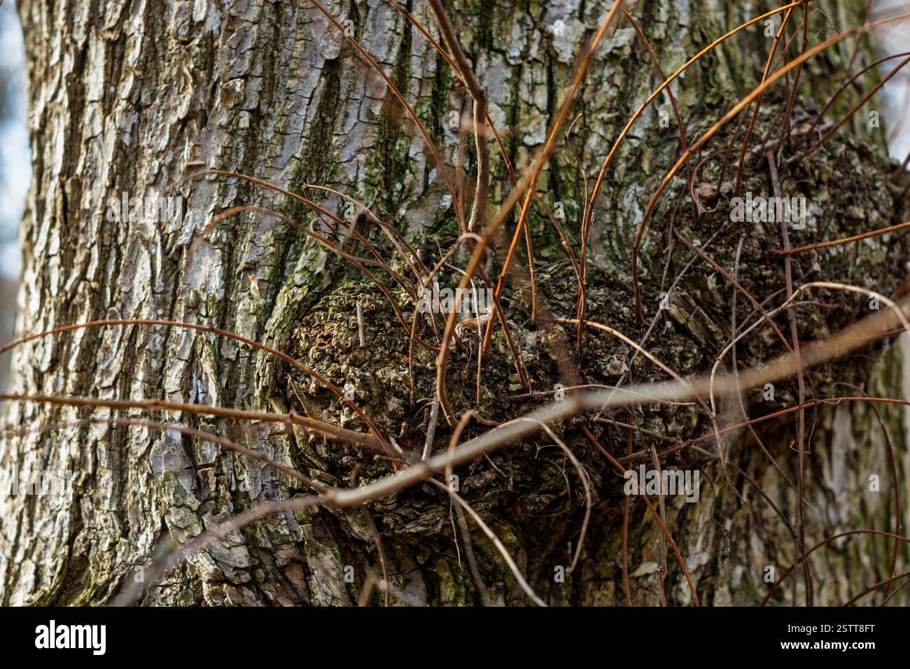 A tree displays a unique growth pattern with twisted branches emerging ...