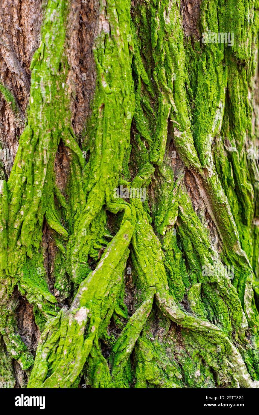 A close-up view of tree bark highlighted by vibrant green moss. The ...