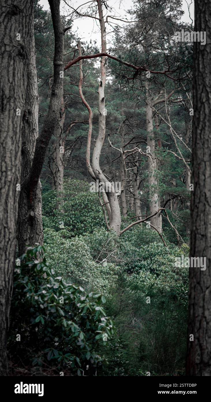 Trees and twisted tree branches, with bark textures Stock Photo - Alamy