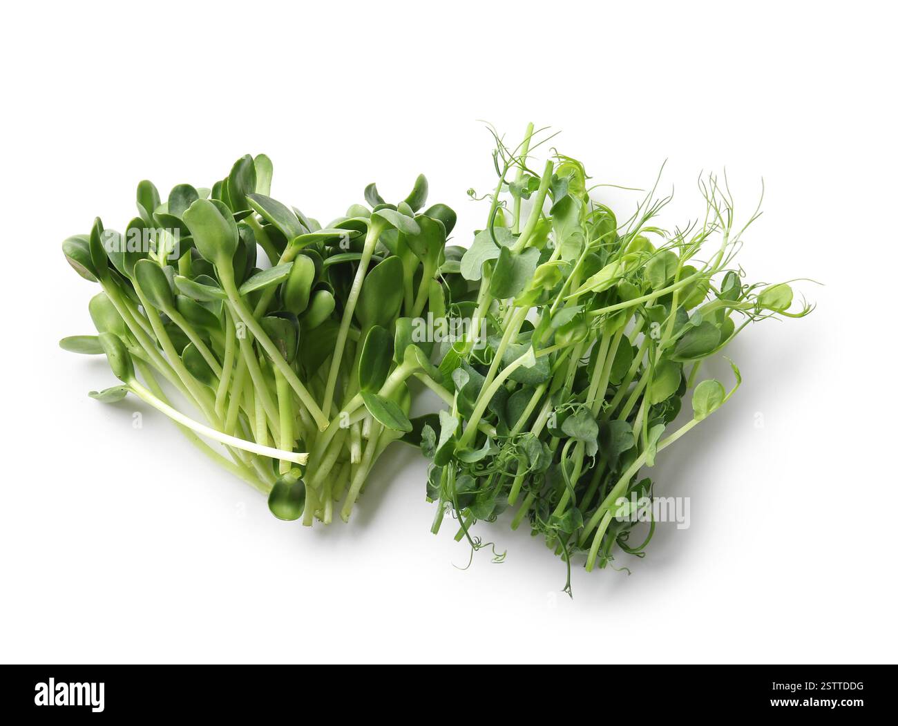 Heap fresh organic microgreens Cut Out Stock Images & Pictures - Alamy