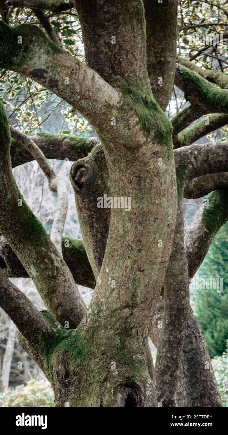 Trees and twisted tree branches, with bark textures, 2025 ...