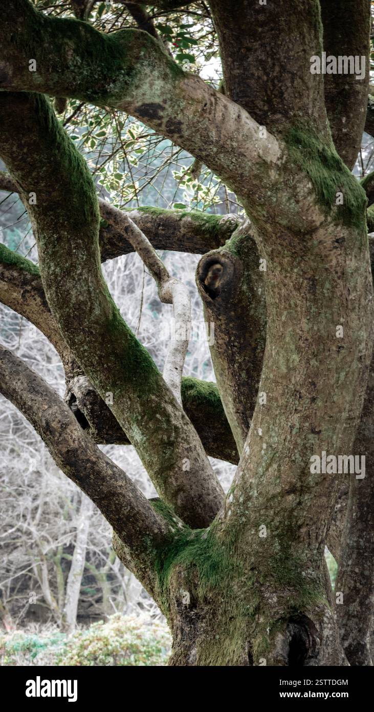 Trees and twisted tree branches, with bark textures, 2025 ...