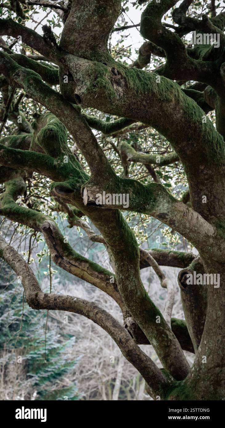 Trees and twisted tree branches, with bark textures, 2025 ...