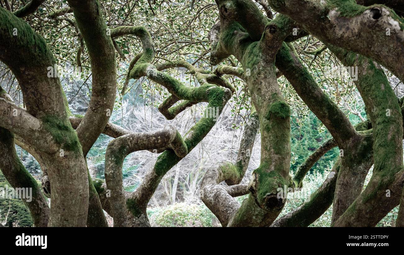 Trees and twisted tree branches, with bark textures, 2025 ...