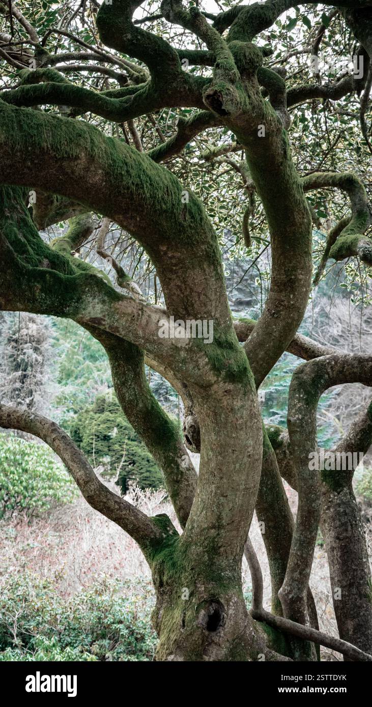 Trees and twisted tree branches, with bark textures, 2025 ...