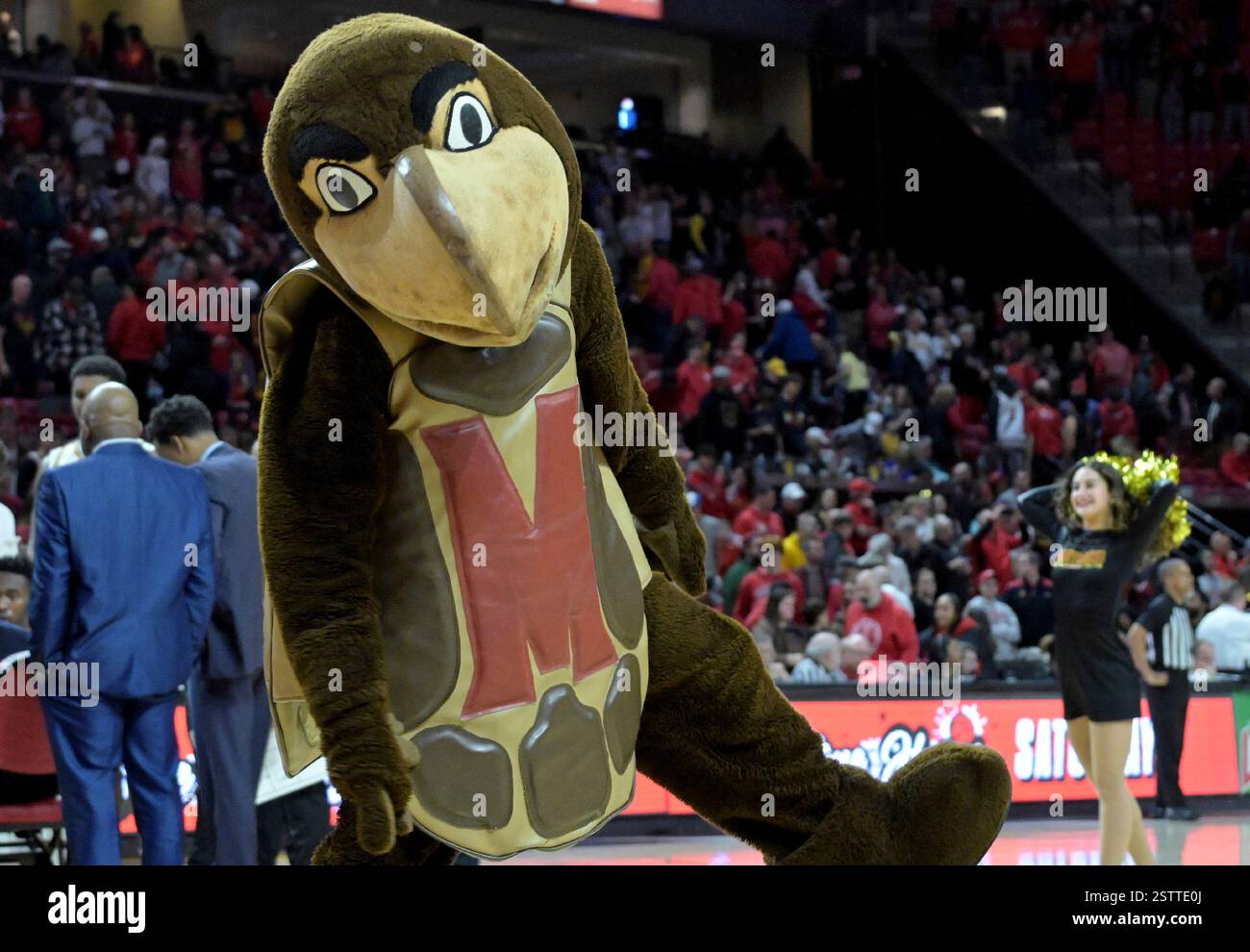 COLLEGE PARK, MD - FEBRUARY 16: The Maryland Terrapins mascot, Testudo ...