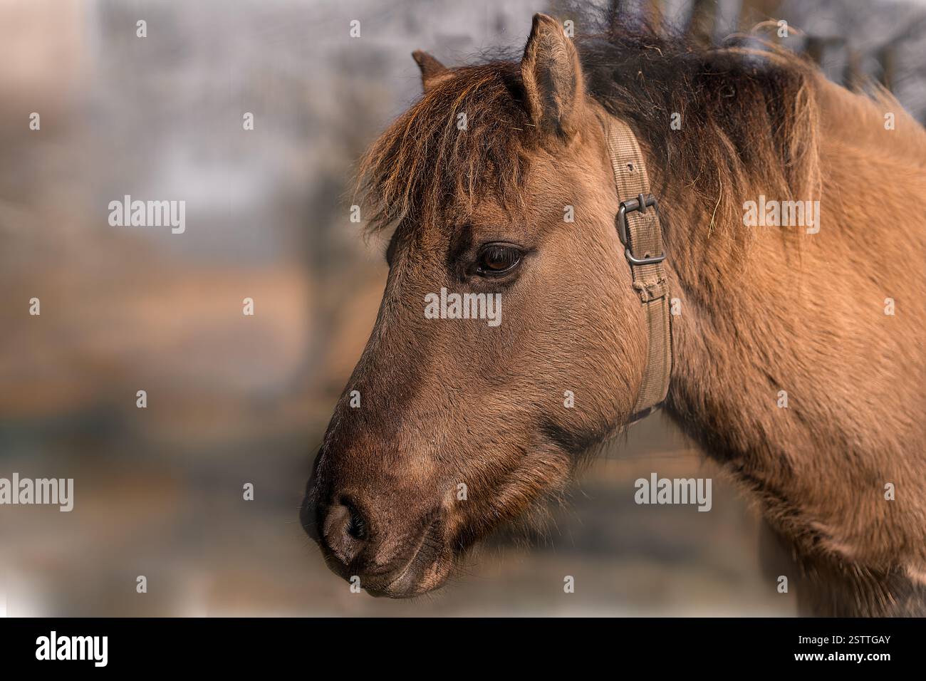 Dulmen breed horse head close-up. The Dulmen is the only native pony ...