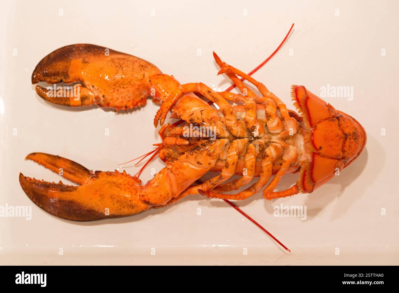One Big Orange Lobster Steam Cooked Stock Photo - Alamy