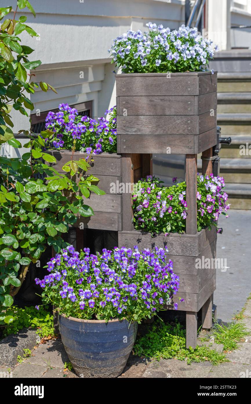 Purple pot hi-res stock photography and images - Alamy