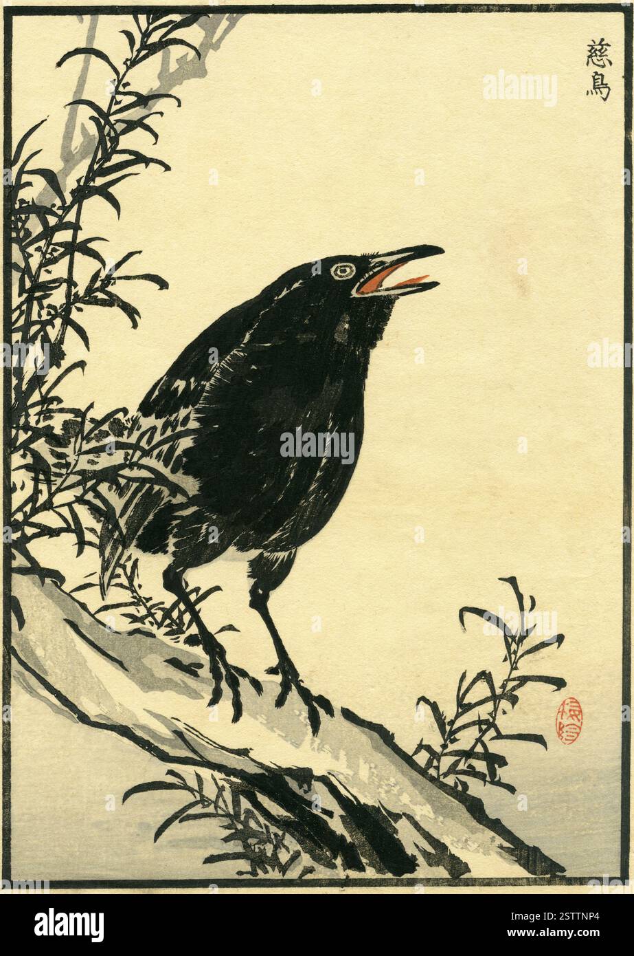 Common raven and Purple willow （ Corvus corax / Salix gilgiana ） / Kono ...