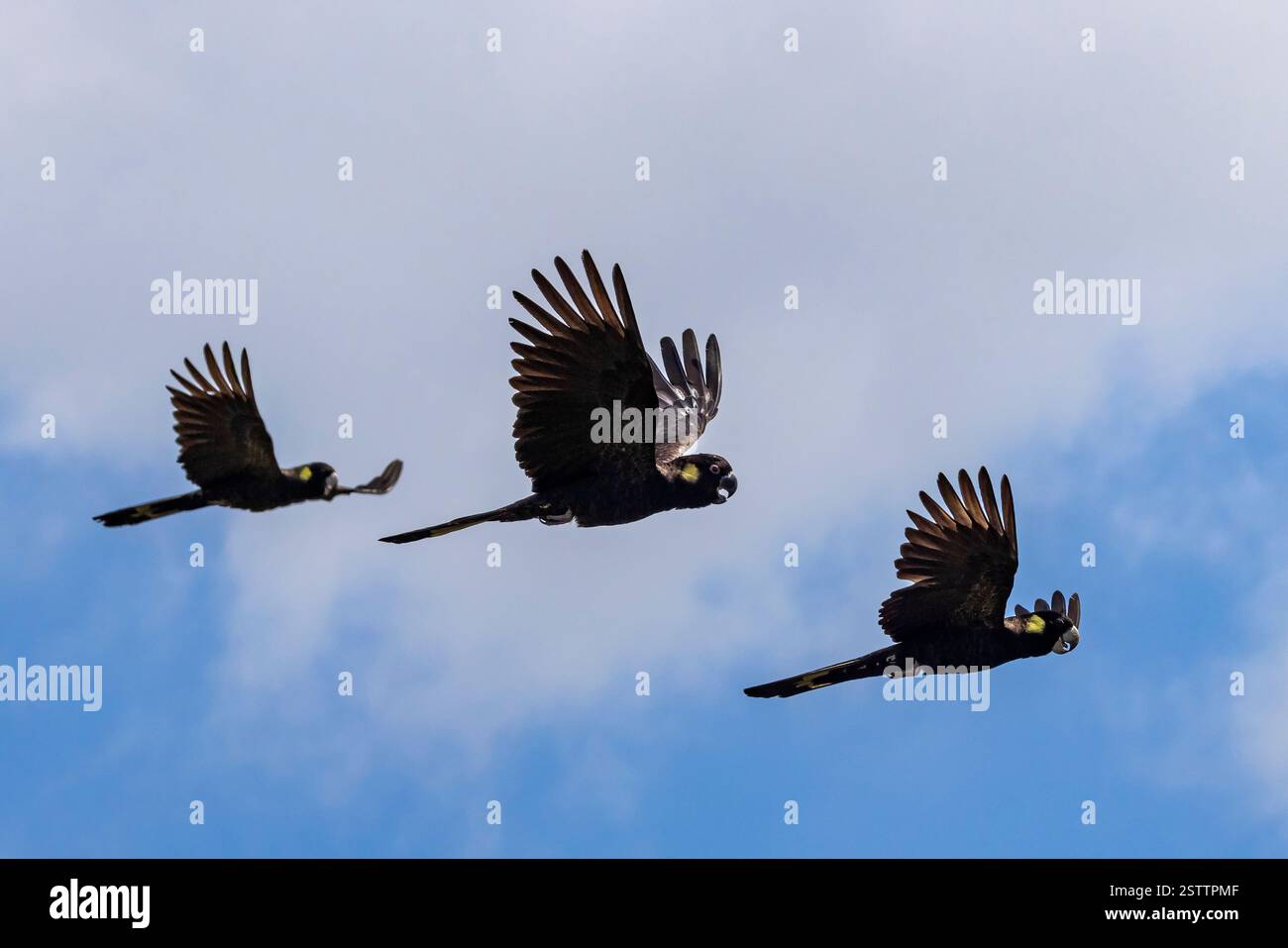 Australian Yellow-tailed Black Cockatoo's in flight Stock Photo - Alamy