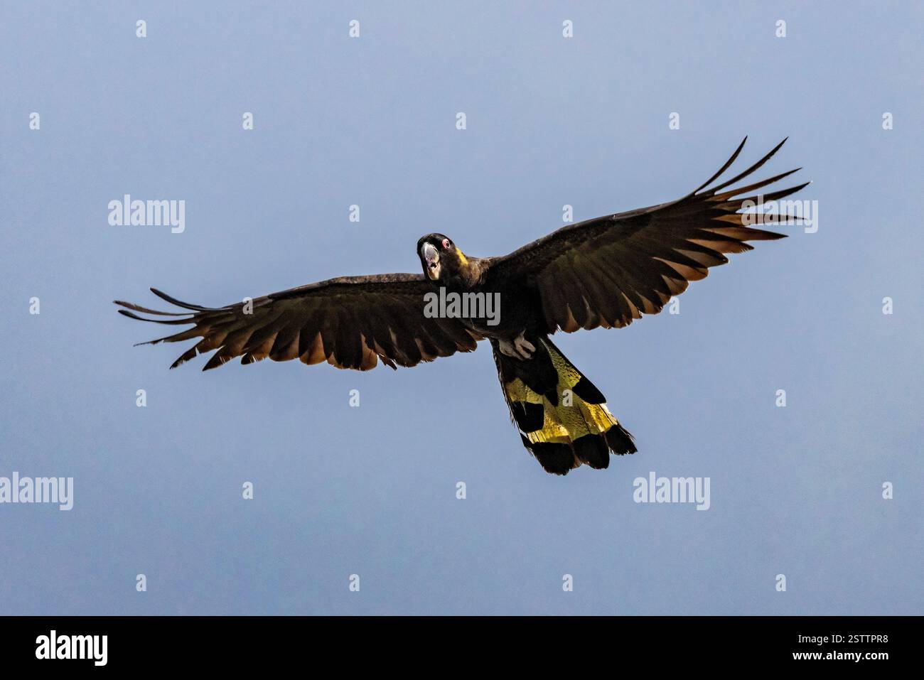 Australian Yellow-tailed Black Cockatoo in flight Stock Photo - Alamy