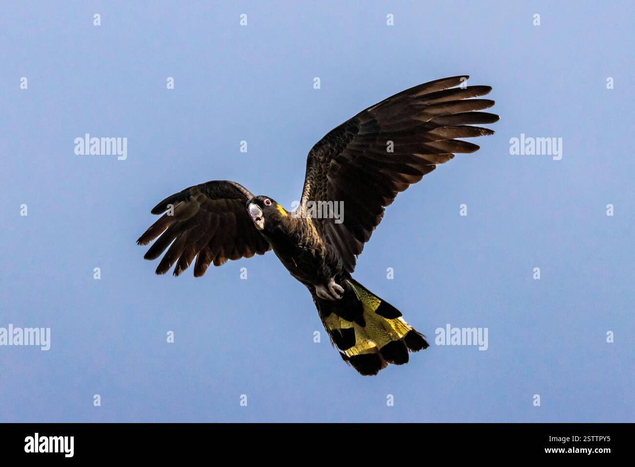 Australian Yellow-tailed Black Cockatoo in flight Stock Photo - Alamy
