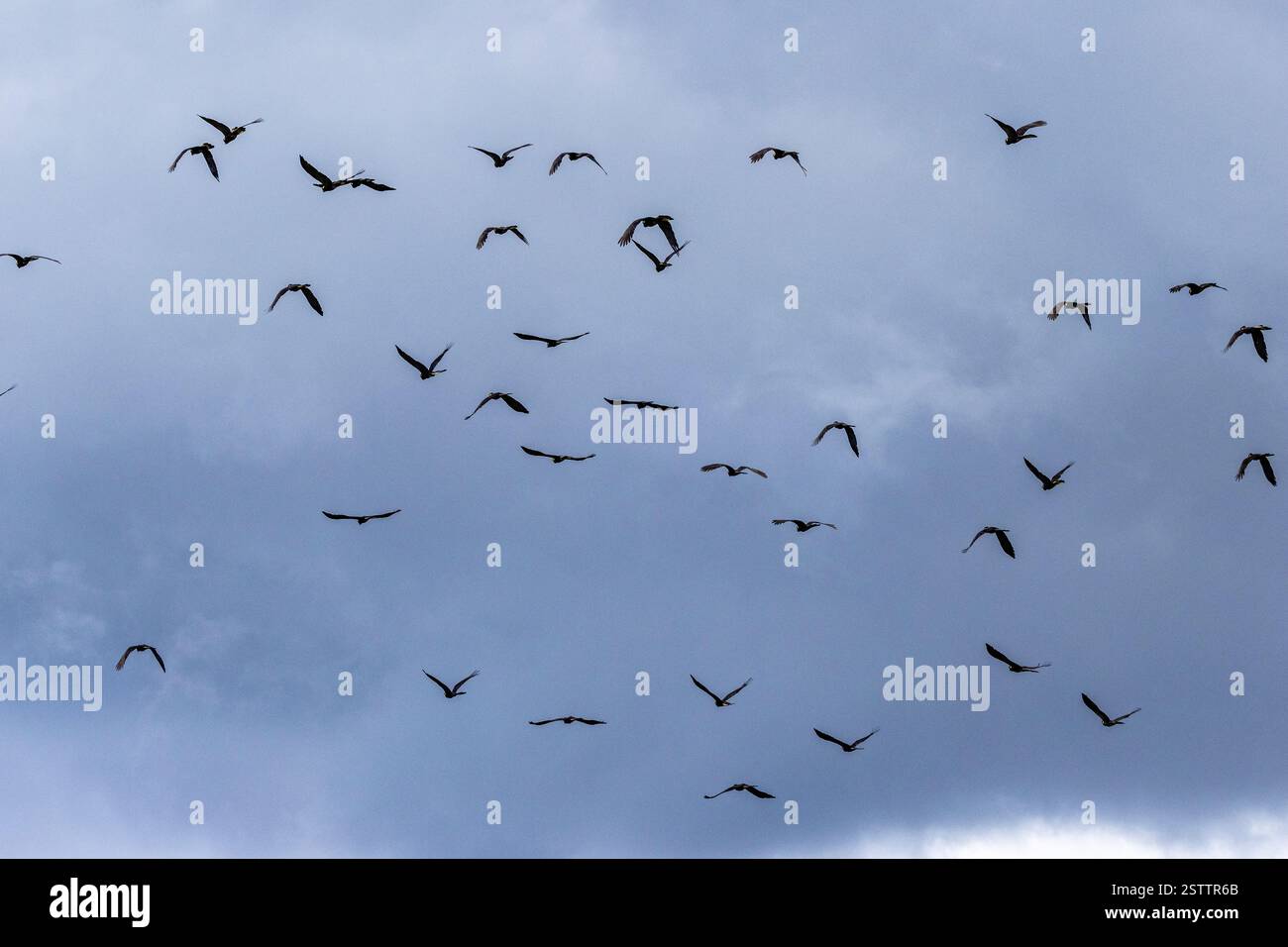 Australian Yellow-tailed Black Cockatoo flock in flight Stock Photo - Alamy