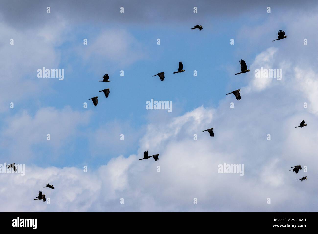 Australian Yellow-tailed Black Cockatoo flock in flight Stock Photo - Alamy