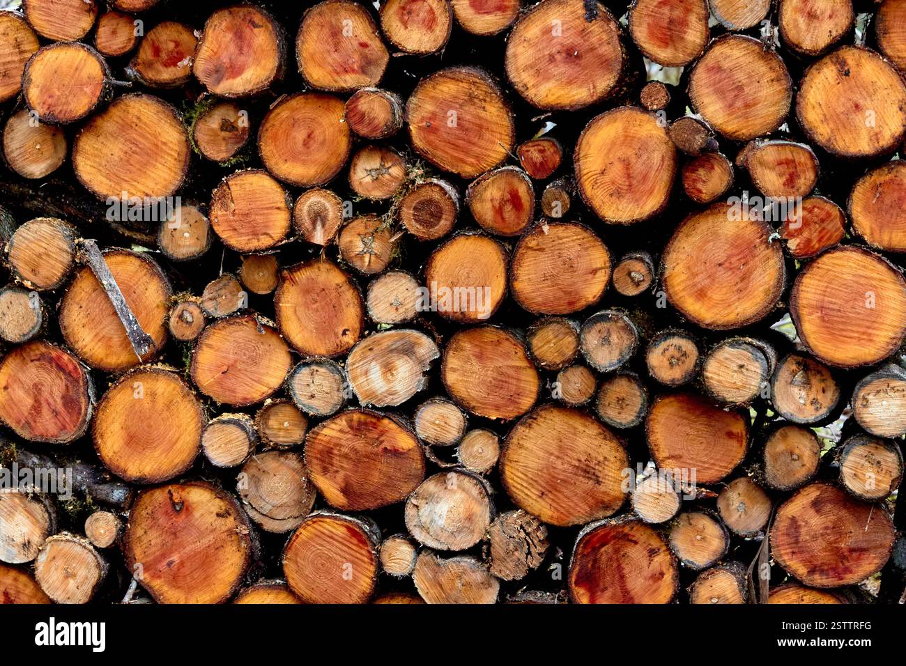 Outdoor wood pile hi-res stock photography and images - Alamy