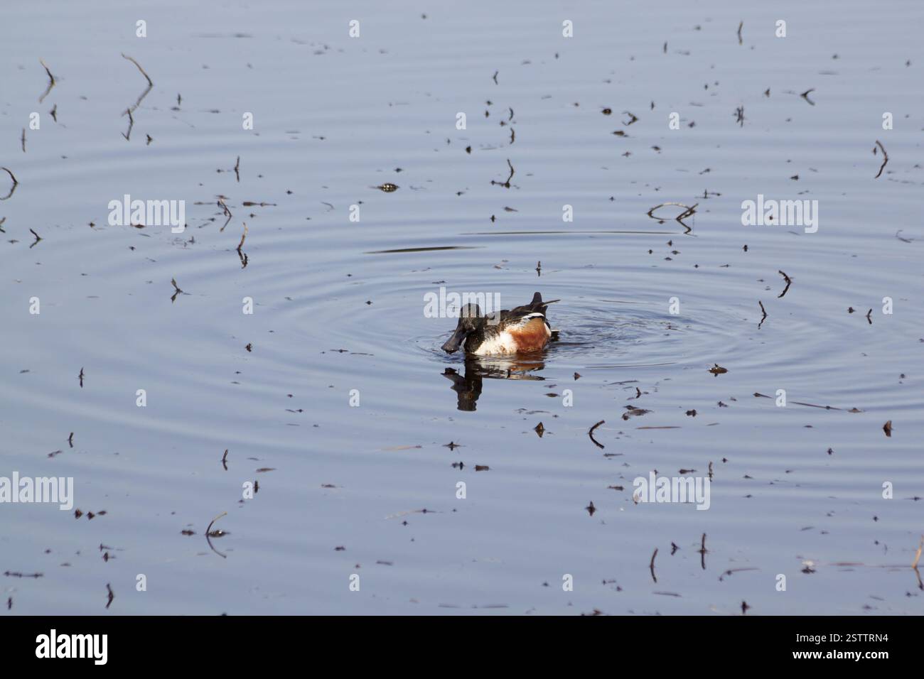 Duck beak hi-res stock photography and images - Alamy