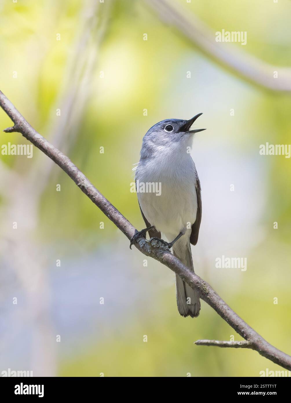 Male Blue-gray Gnatcatcher in a forest in spring Stock Photo - Alamy