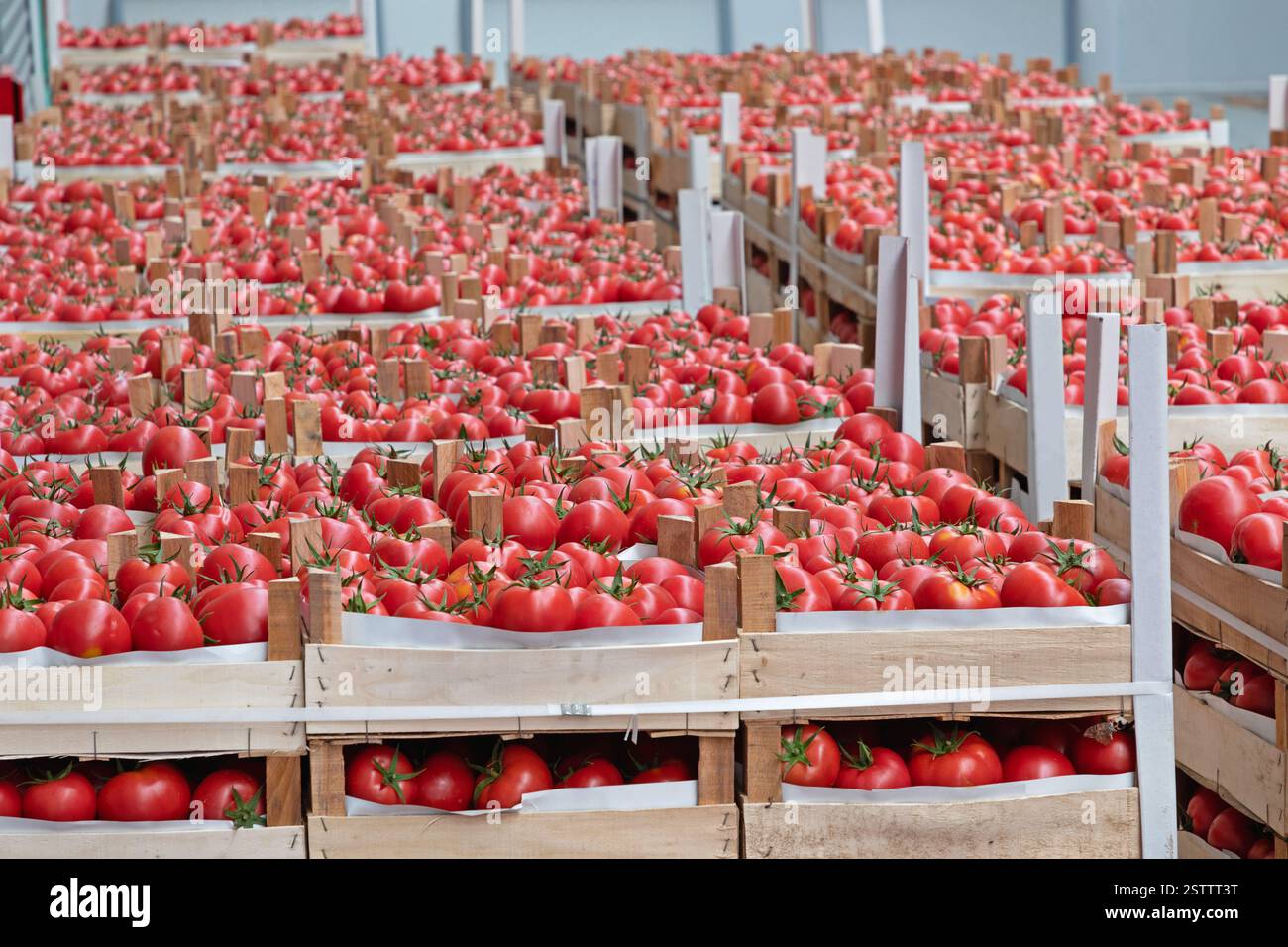 Crates of red tomato in warehouse storage hi-res stock photography and ...