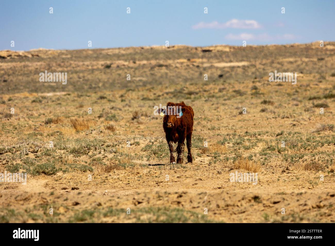 Cattle near a factory hi-res stock photography and images - Alamy