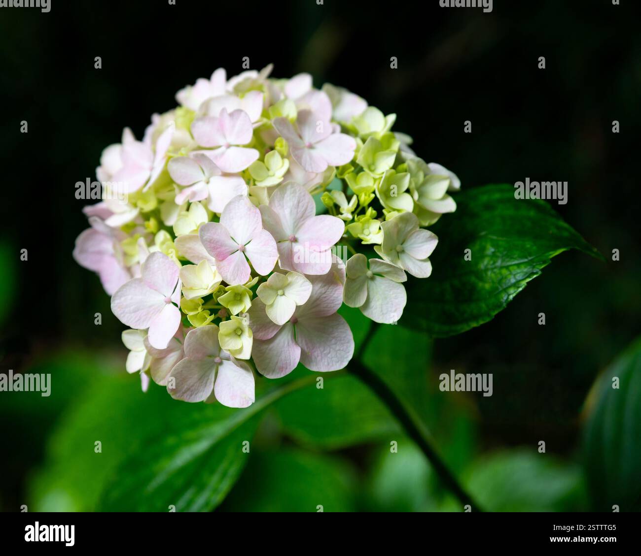 Hydrangea dark pink flower bloom hi-res stock photography and images - Alamy