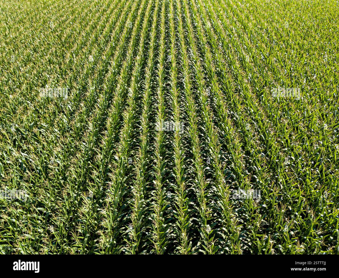 Aerial drone view field maize hi-res stock photography and images - Alamy