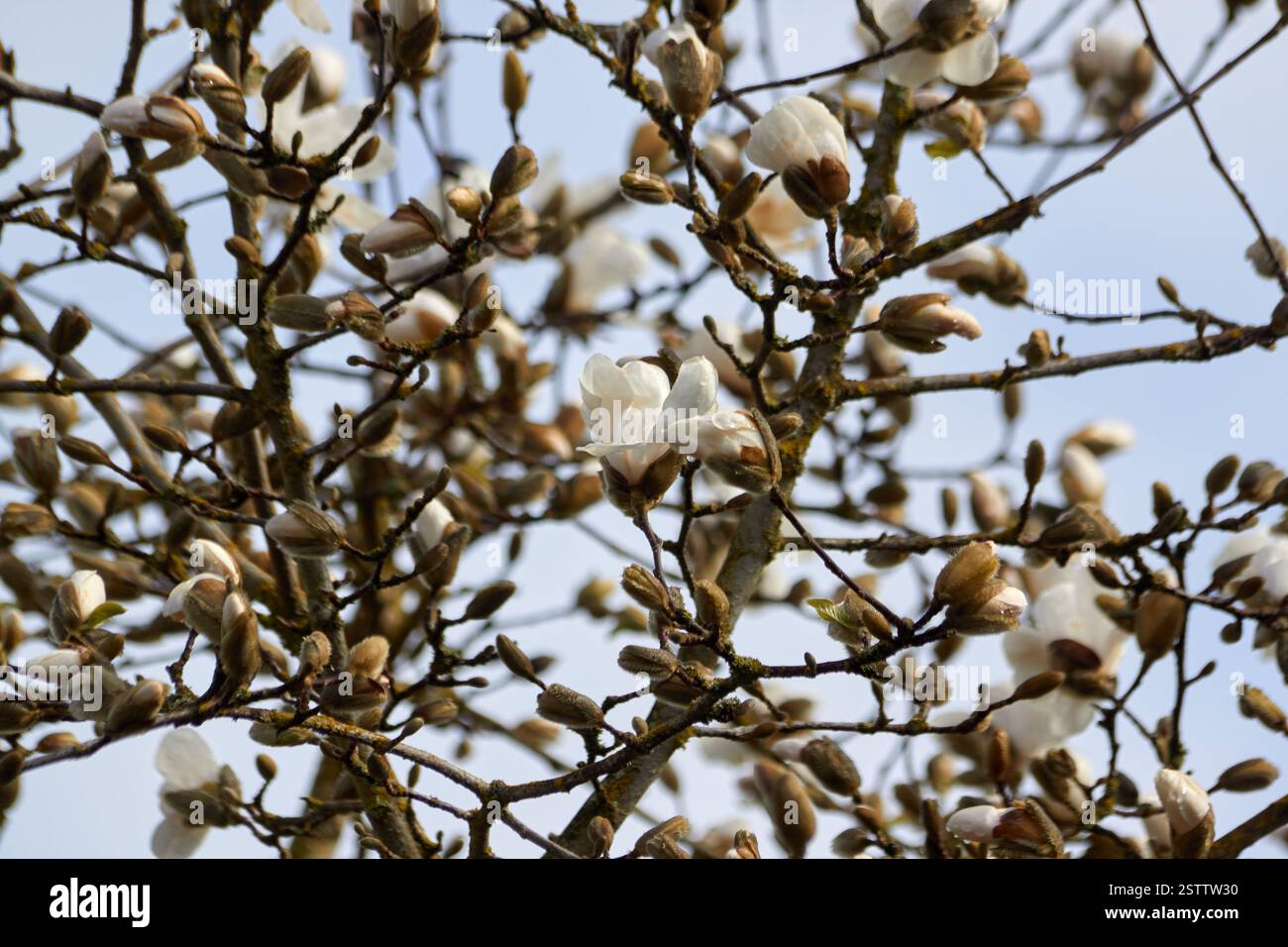 A bunch of branches with white magnolia flowers Stock Photo - Alamy