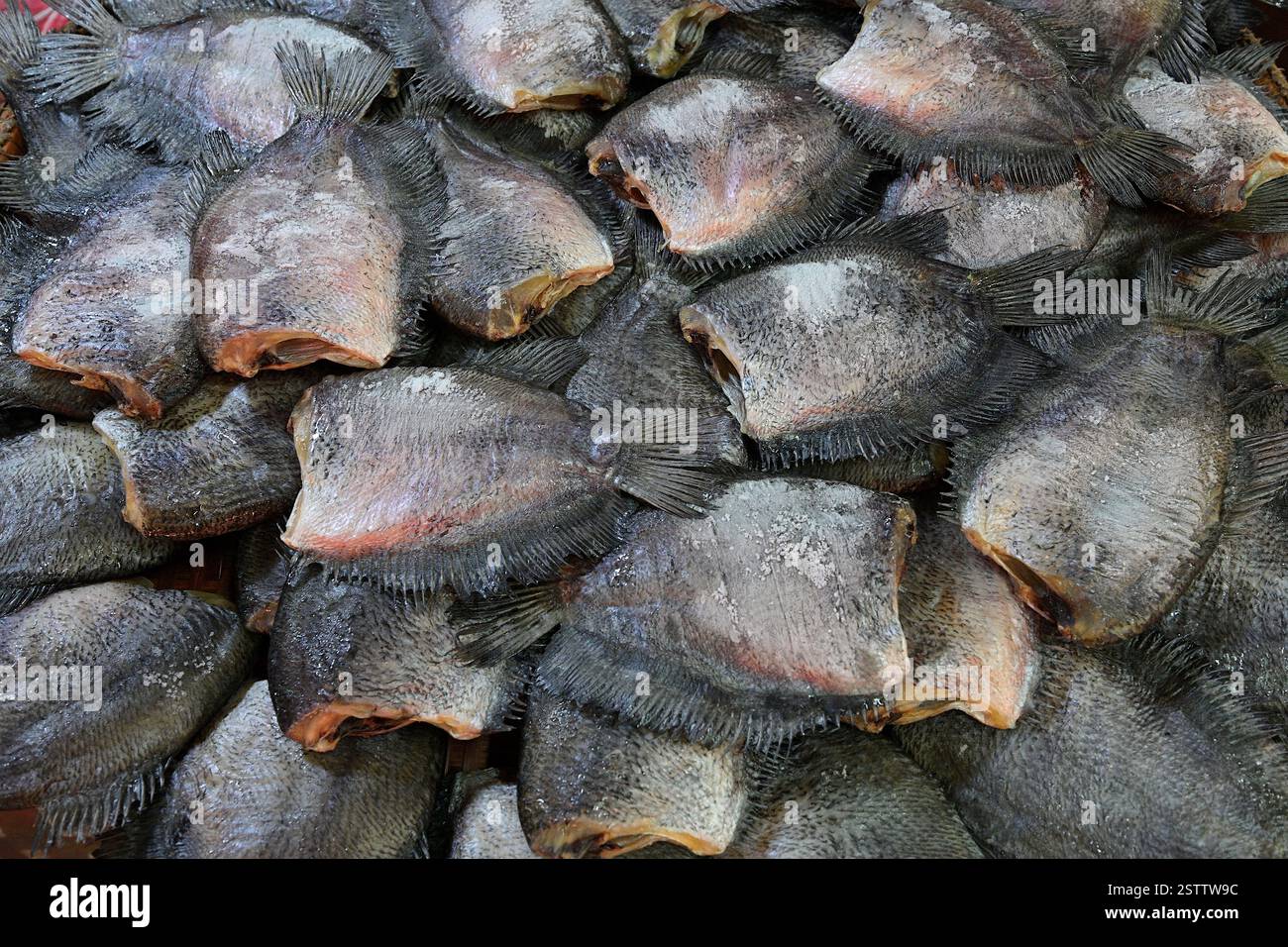 Close-up of salted and sun-dried Snakeskin Gourami (Trichogaster ...