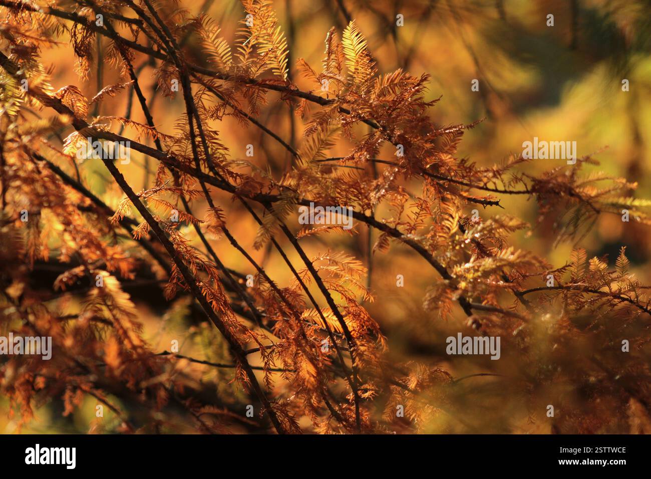 Virginia, USA. Close-up of the branches of a Bald Cypress tree changing ...