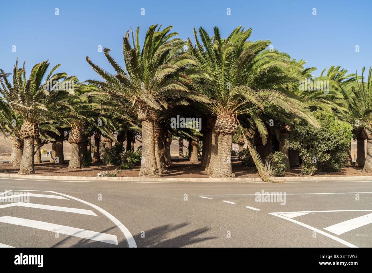 Palm grove near road hi-res stock photography and images - Alamy