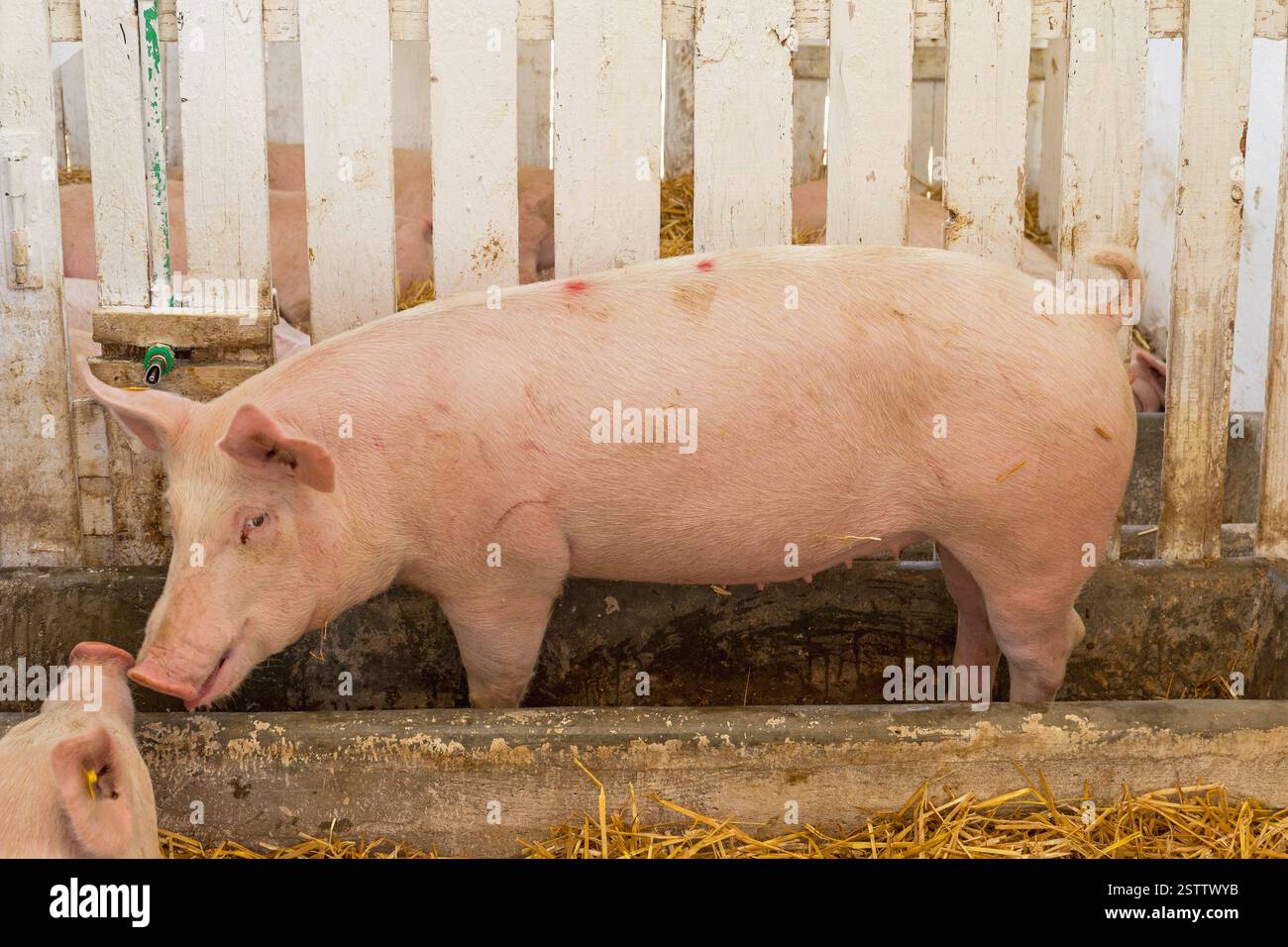 One pig hi-res stock photography and images - Alamy