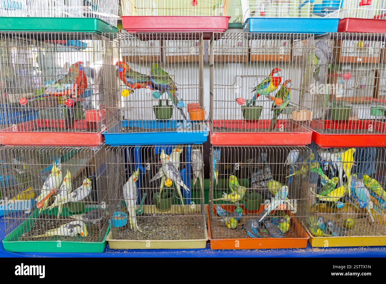 Parrots in Cages Stock Photo - Alamy