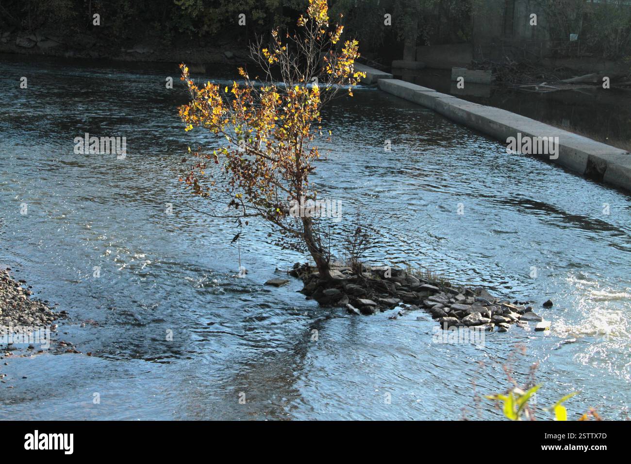 Virginia, USA. Tree growing on small island in the middle of James ...