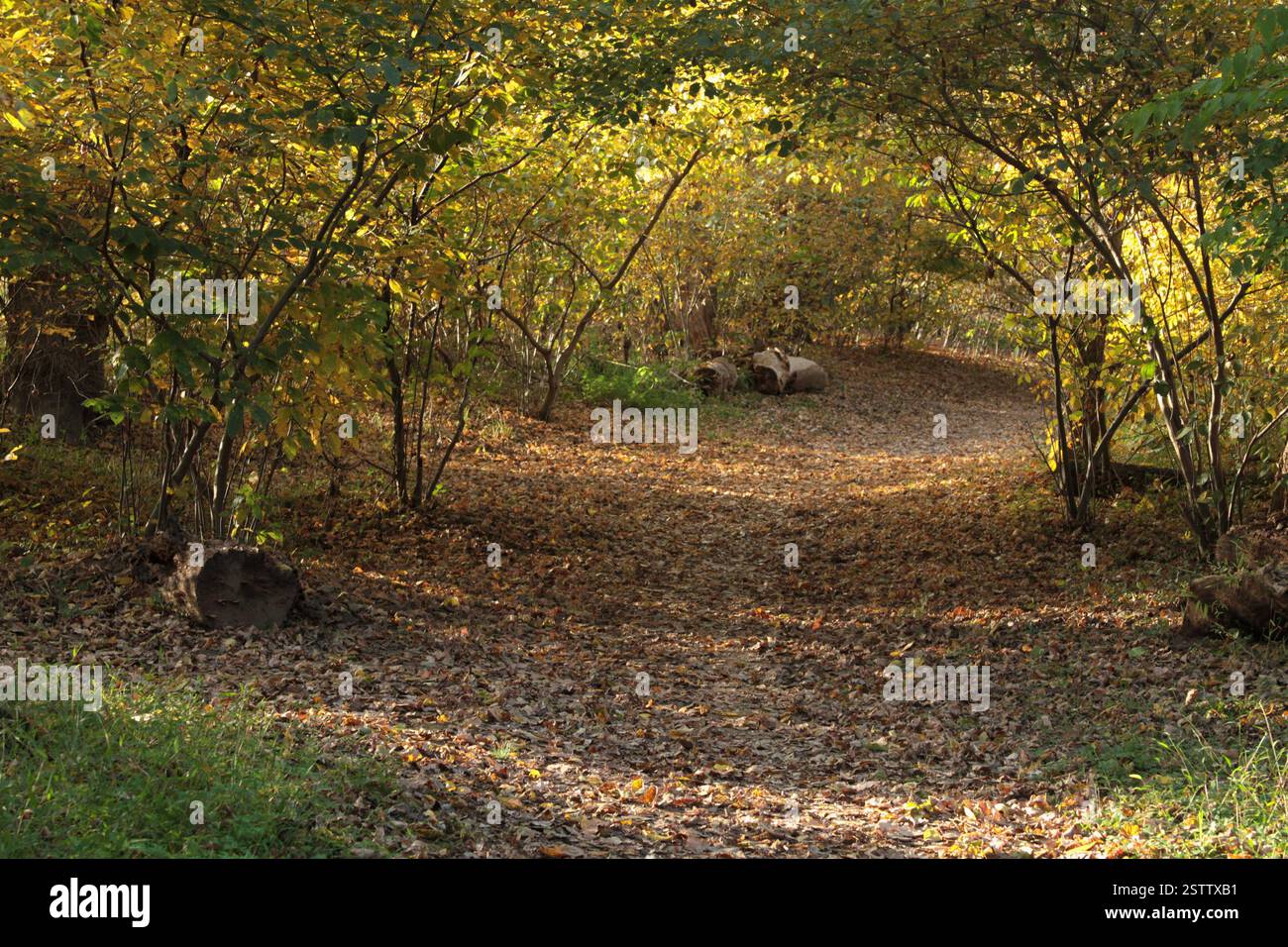 Virginia, U.S.A. Path in a deciduous forest in late October Stock Photo ...